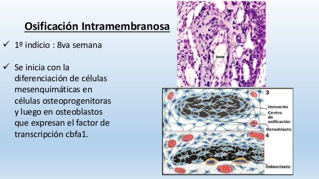 histologia-Osificacion