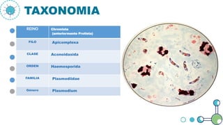 Comprehensive Overview of Malaria: Causes, Morphology, Transmission ...