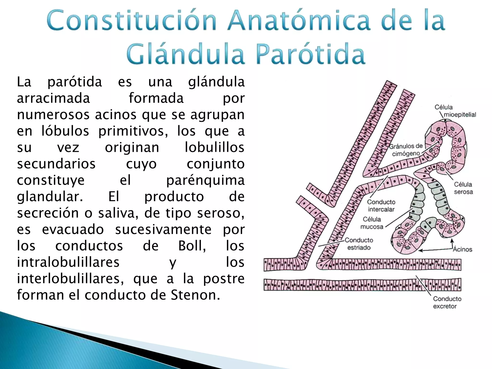Anatomia de la glandula parotida jonathan molina | PPTX | Ear, Nose and ...