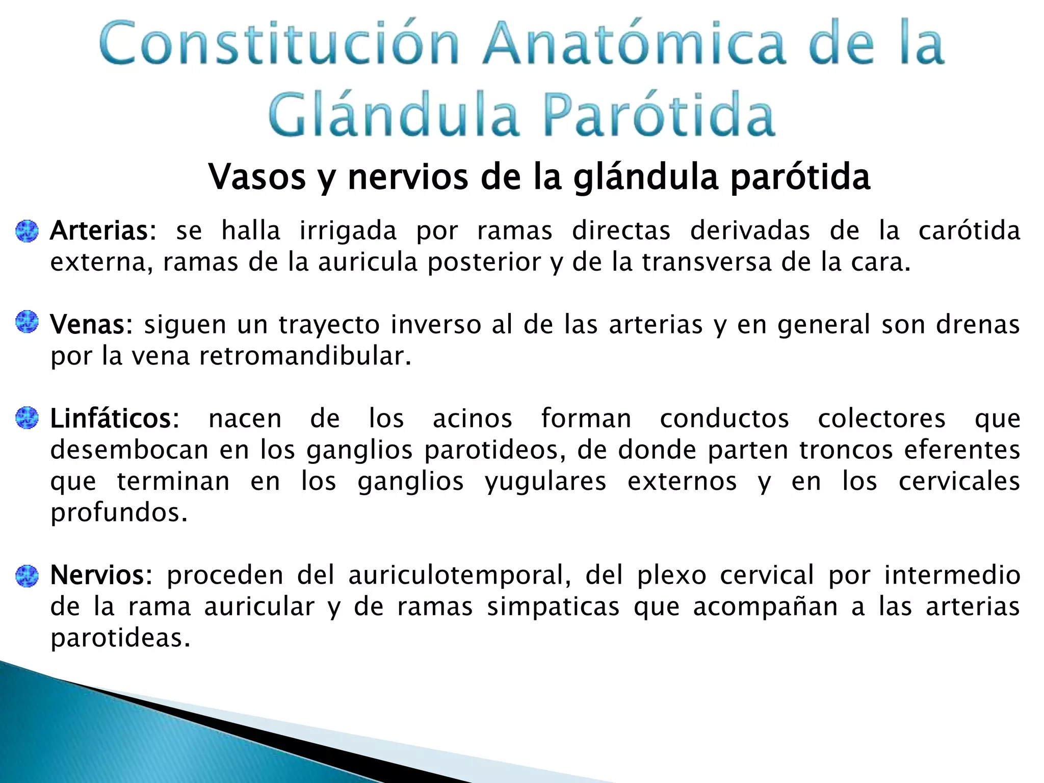 Anatomia de la glandula parotida jonathan molina | PPTX | Ear, Nose and ...
