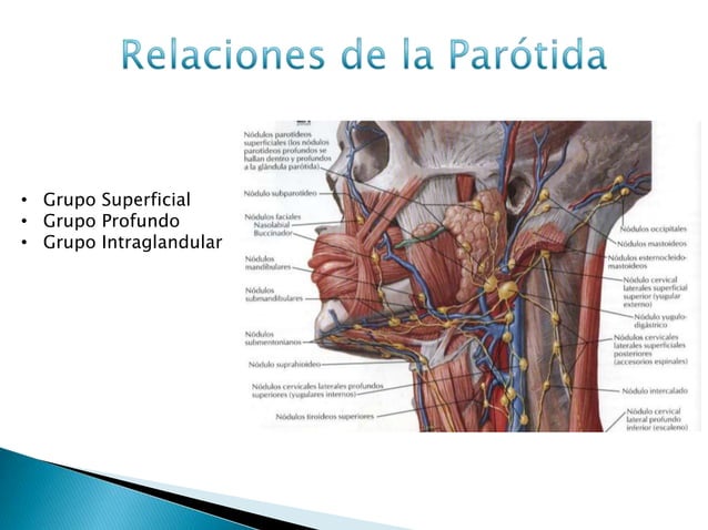 Anatomia de la glandula parotida jonathan molina | PPTX | Ear, Nose and ...