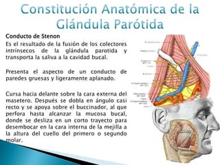 Anatomia de la glandula parotida jonathan molina | PPTX