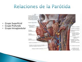 Anatomía De La Glándula Parótida