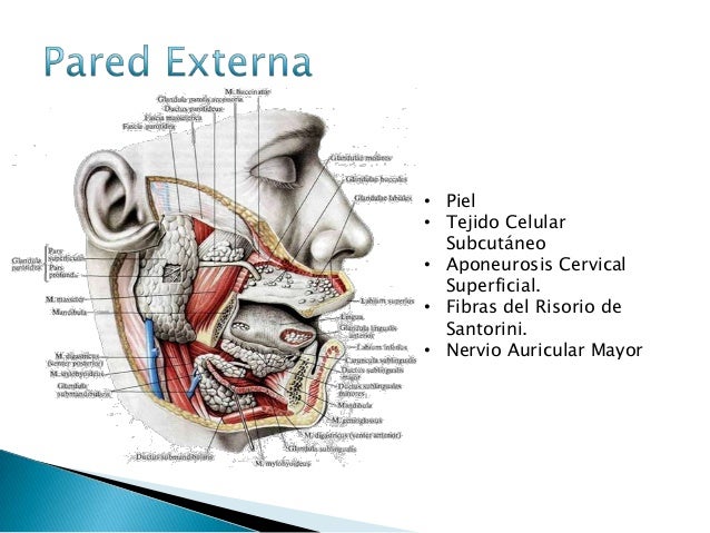 Anatomia de la glandula parotida jonathan molina