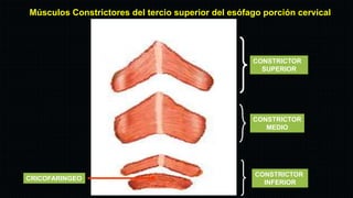Patologías de esófago en Imagenología | PPTX