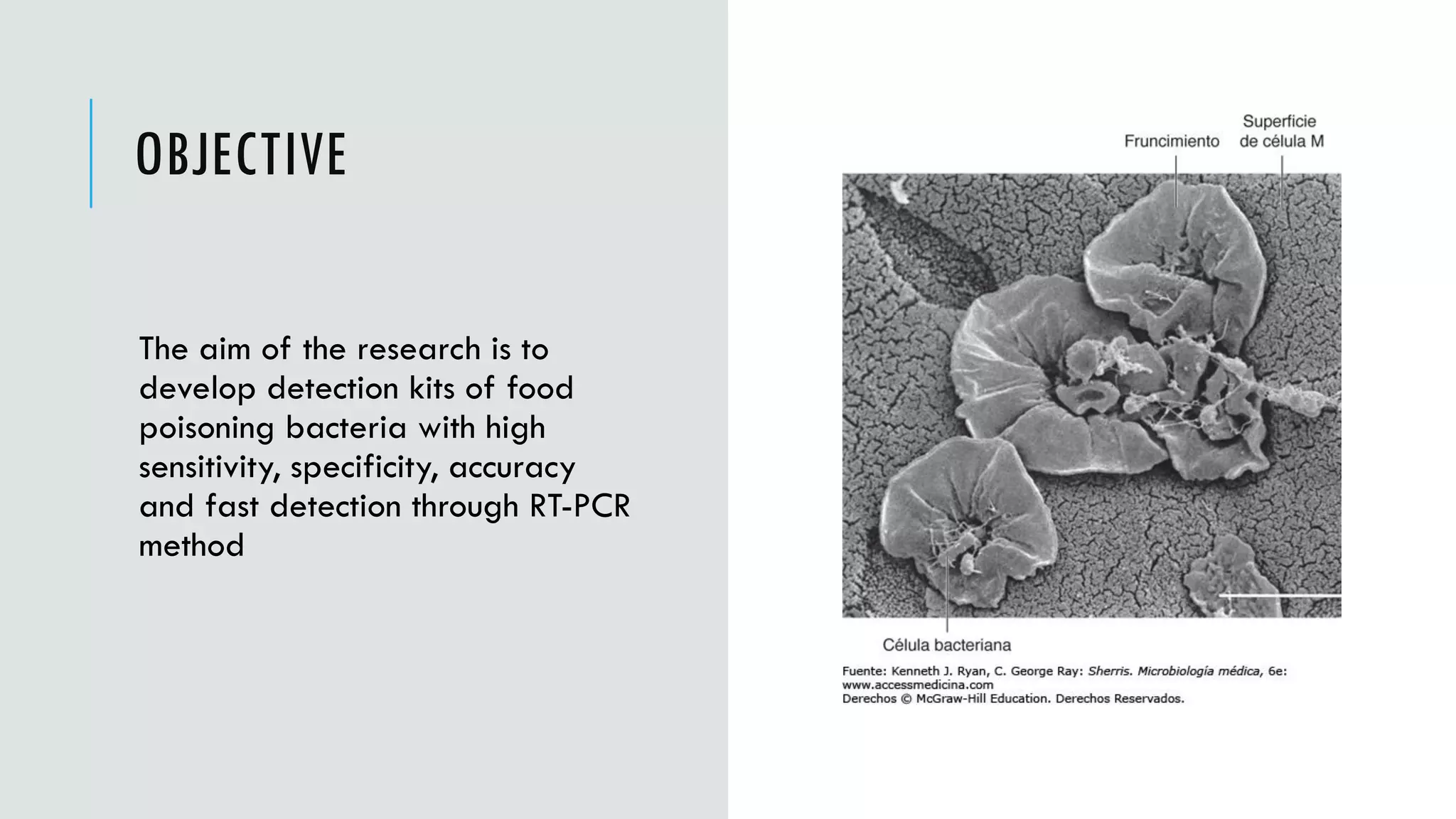 Detection Of The Salmonella Typhi Bacteria In Contaminated Egg Using