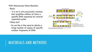 Detection of the Salmonella Typhi bacteria in contaminated egg using ...