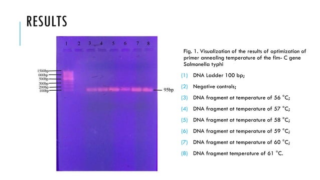 Detection of the Salmonella Typhi bacteria in contaminated egg using ...