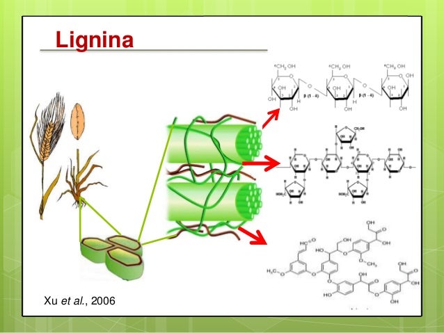 Despolimerización de lignina residual de paja de trigo por hongos mit…