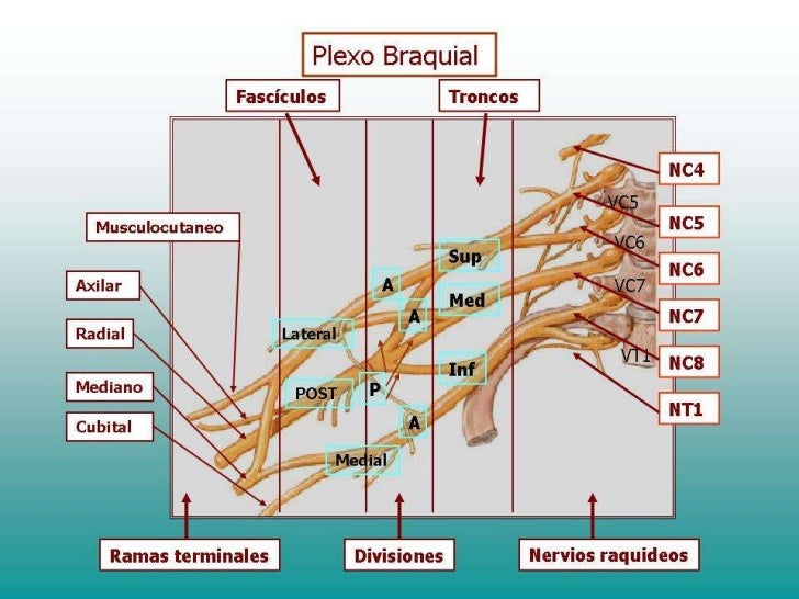 NERVIO CUBITAL NERVIO CUBITAL