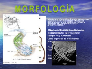 Seminario protozoos algas | PPT