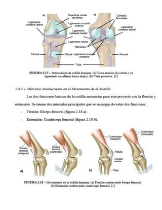 rodilla y pierna | DOCX