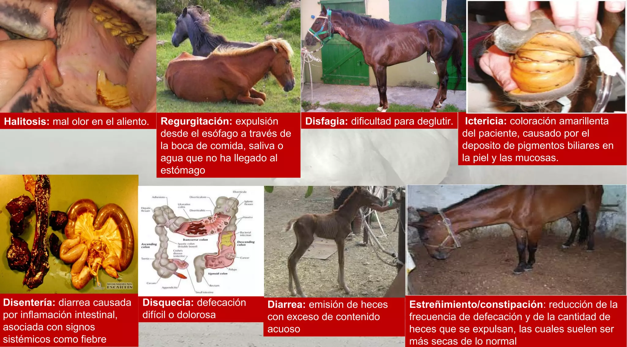 Semiologia del sistema digestivo en equinos Mvz UT 2012-B | PPT ...