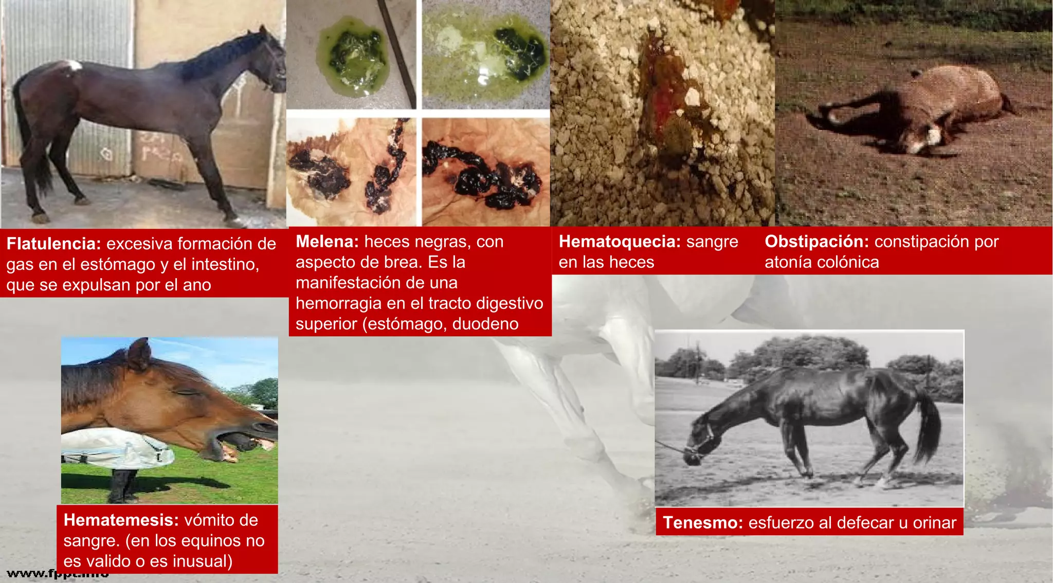 Semiologia del sistema digestivo en equinos Mvz UT 2012-B | PPT ...