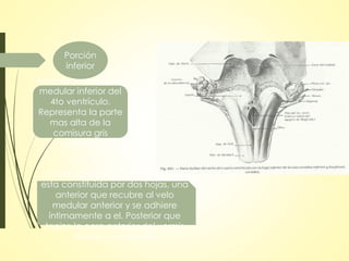 tronco encefálico morfo 1- anato-embrio-fisio-histo | PDF