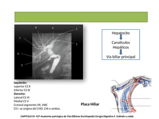 seminario via biliar intrahepatica..pptx