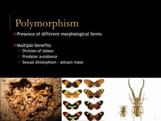 Female harassment in damselflies | PPTX | Genetics | Science