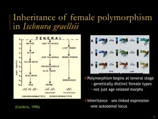 Female harassment in damselflies | PPTX | Genetics | Science