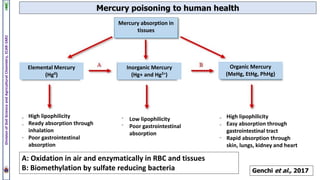 Mercury in soil-plant-human system and its remediation | PPTX