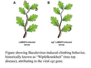 INSECT CONTROL USING BACULOVIRUS VECTOR | PPTX