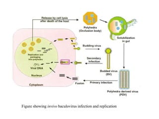 INSECT CONTROL USING BACULOVIRUS VECTOR | PPTX