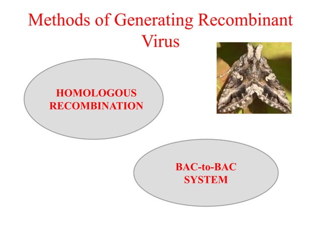 INSECT CONTROL USING BACULOVIRUS VECTOR | PPTX | Genetics | Science
