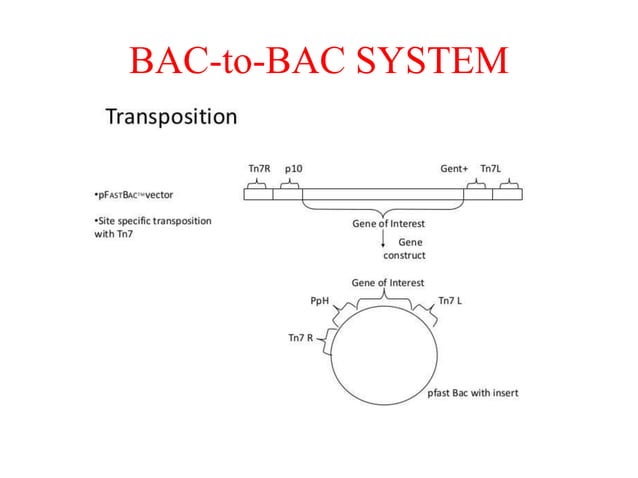 INSECT CONTROL USING BACULOVIRUS VECTOR | PPTX | Genetics | Science