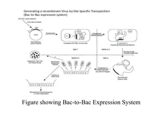 INSECT CONTROL USING BACULOVIRUS VECTOR | PPTX