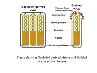 INSECT CONTROL USING BACULOVIRUS VECTOR | PPTX
