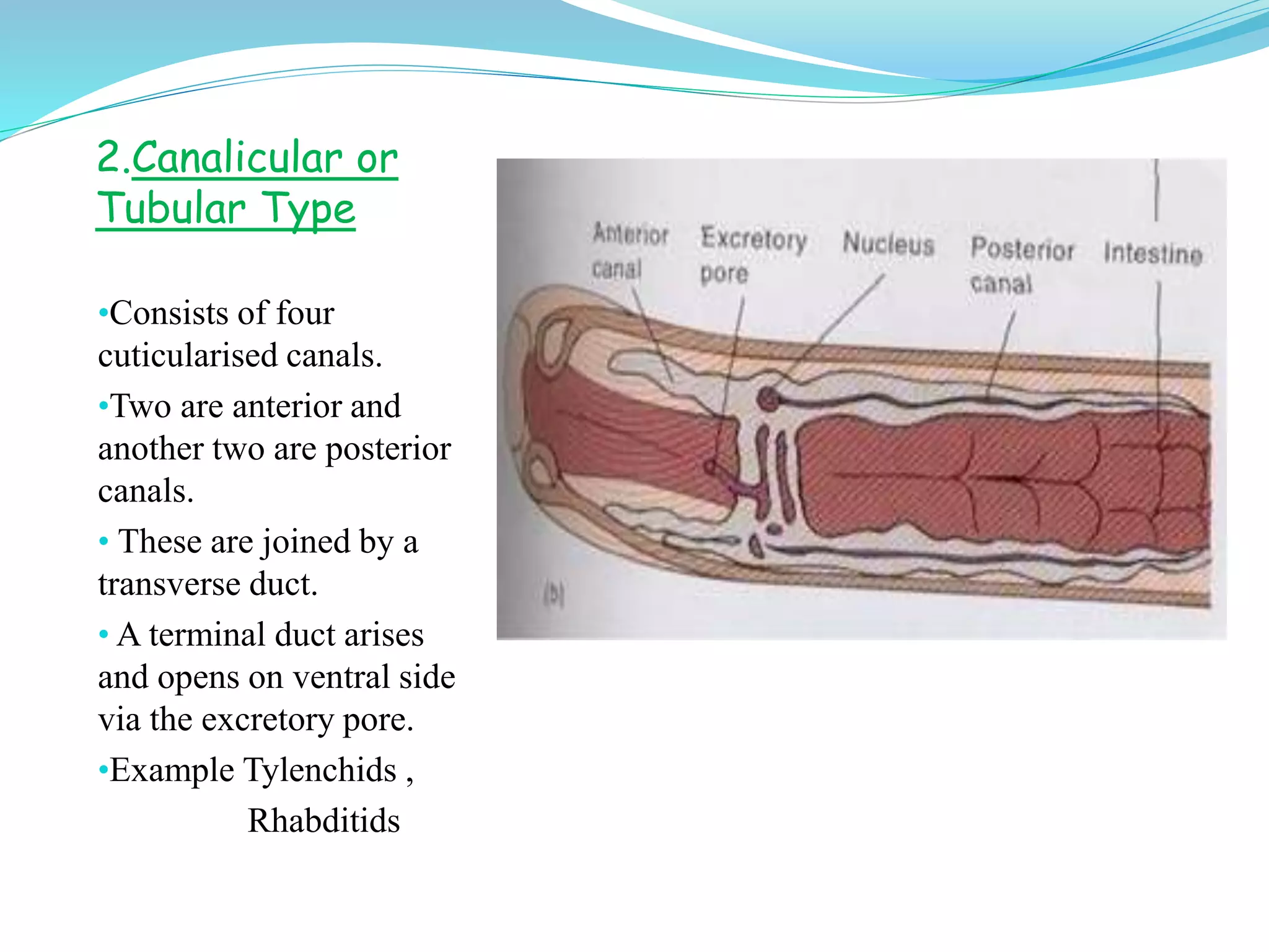 Nematode Excretory System: Structure & Significance By SUNDUS SUHAIL | PPTX