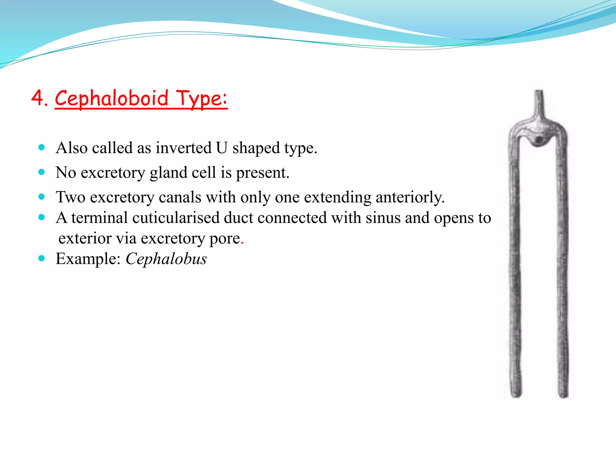 Nematode Excretory System: Structure & Significance By SUNDUS SUHAIL | PPTX