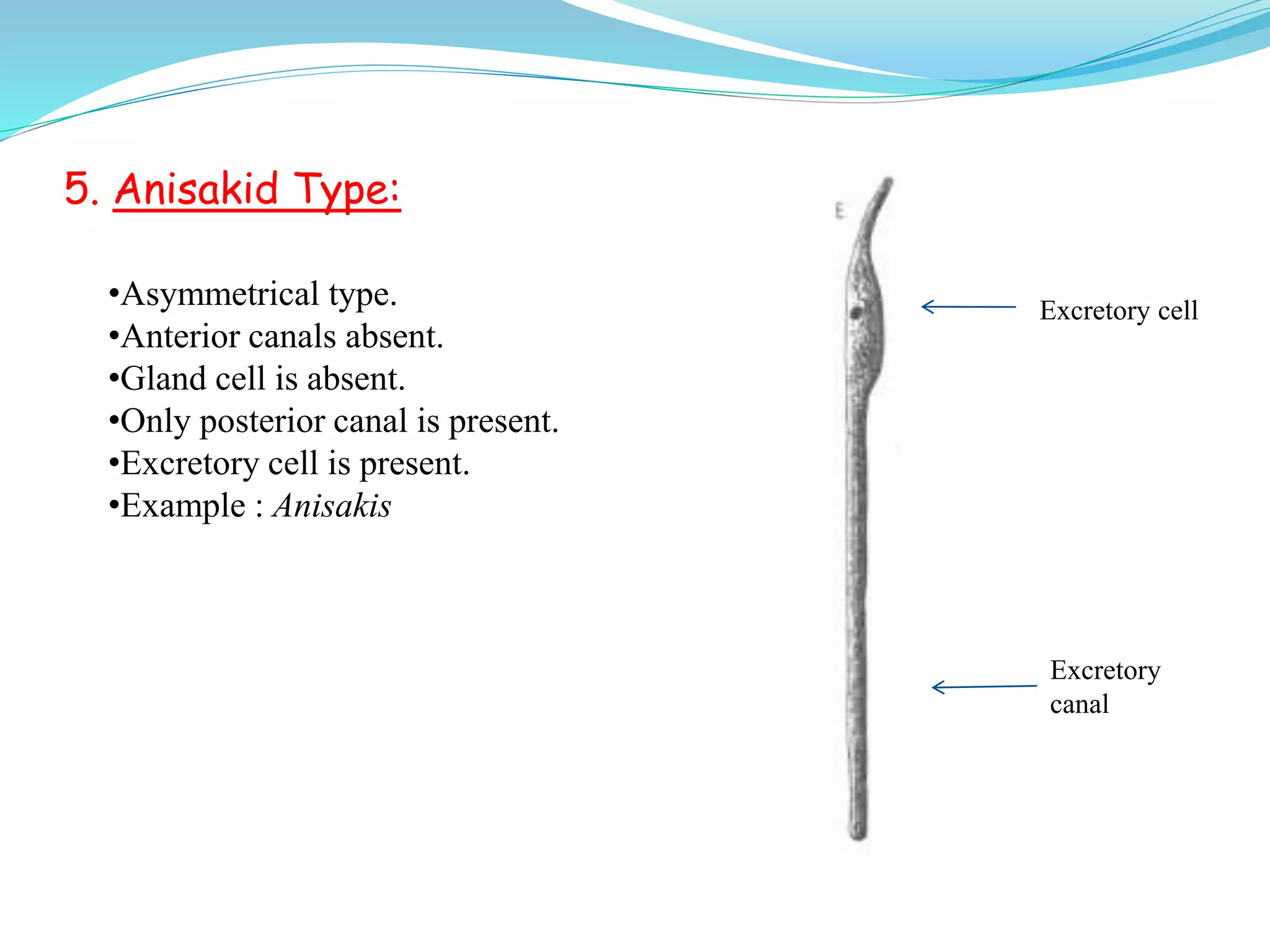Nematode Excretory System: Structure & Significance By SUNDUS SUHAIL | PPTX