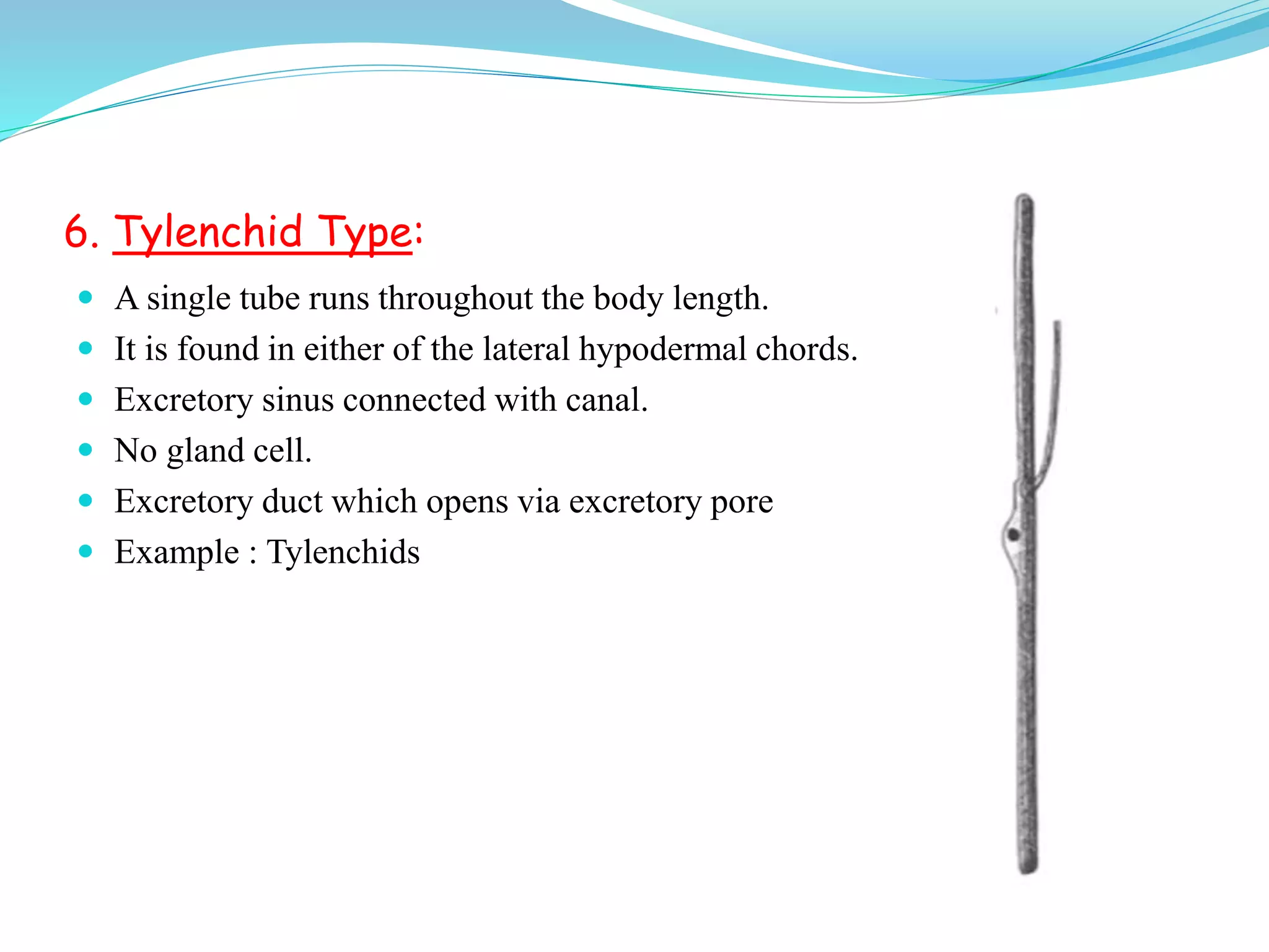 Nematode Excretory System: Structure & Significance By SUNDUS SUHAIL | PPTX