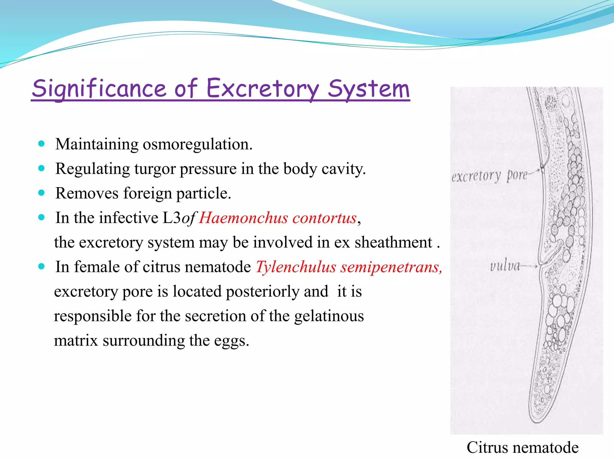 Nematode Excretory System: Structure & Significance By SUNDUS SUHAIL | PPTX
