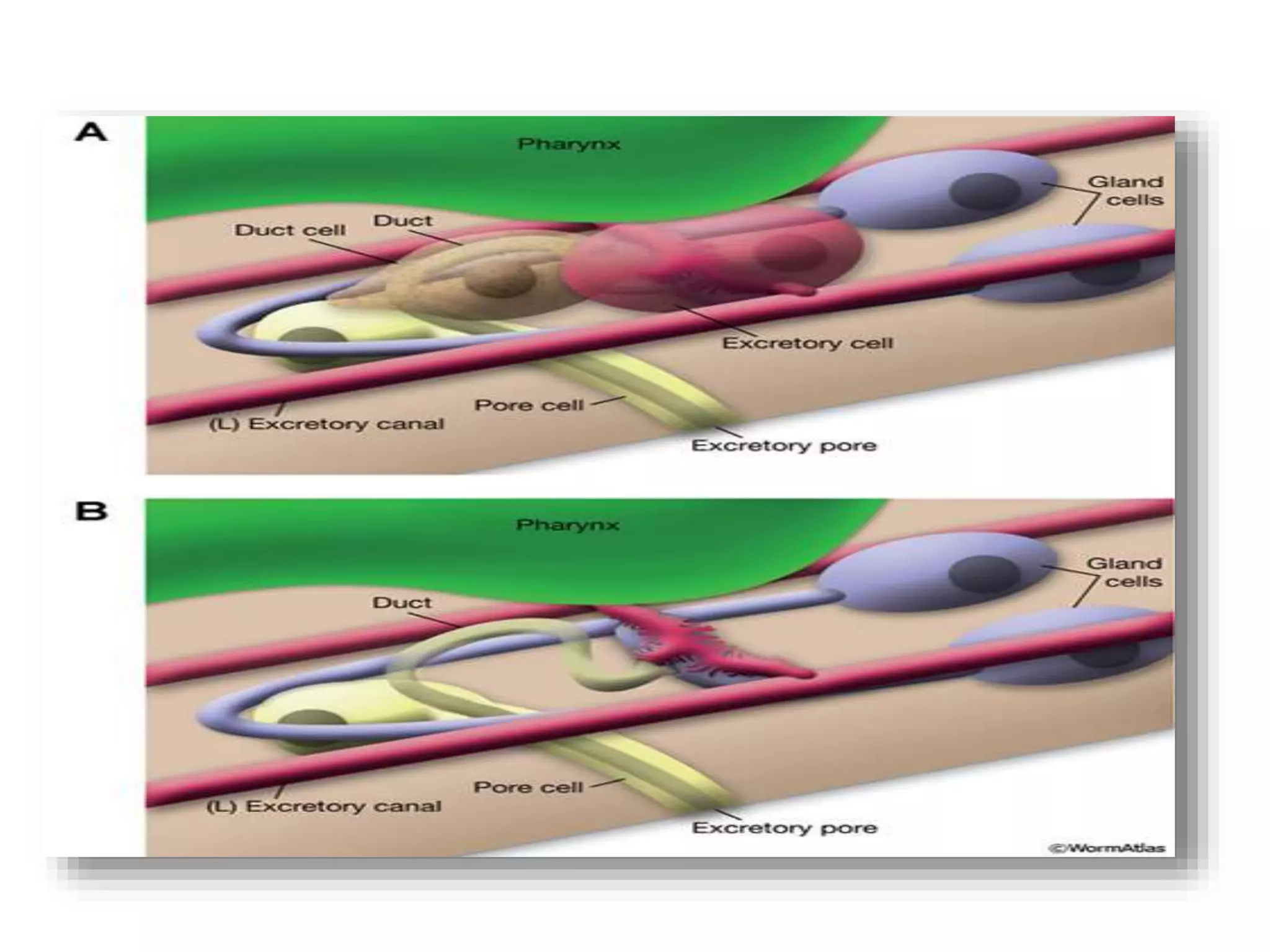 Nematode Excretory System: Structure & Significance By SUNDUS SUHAIL | PPTX