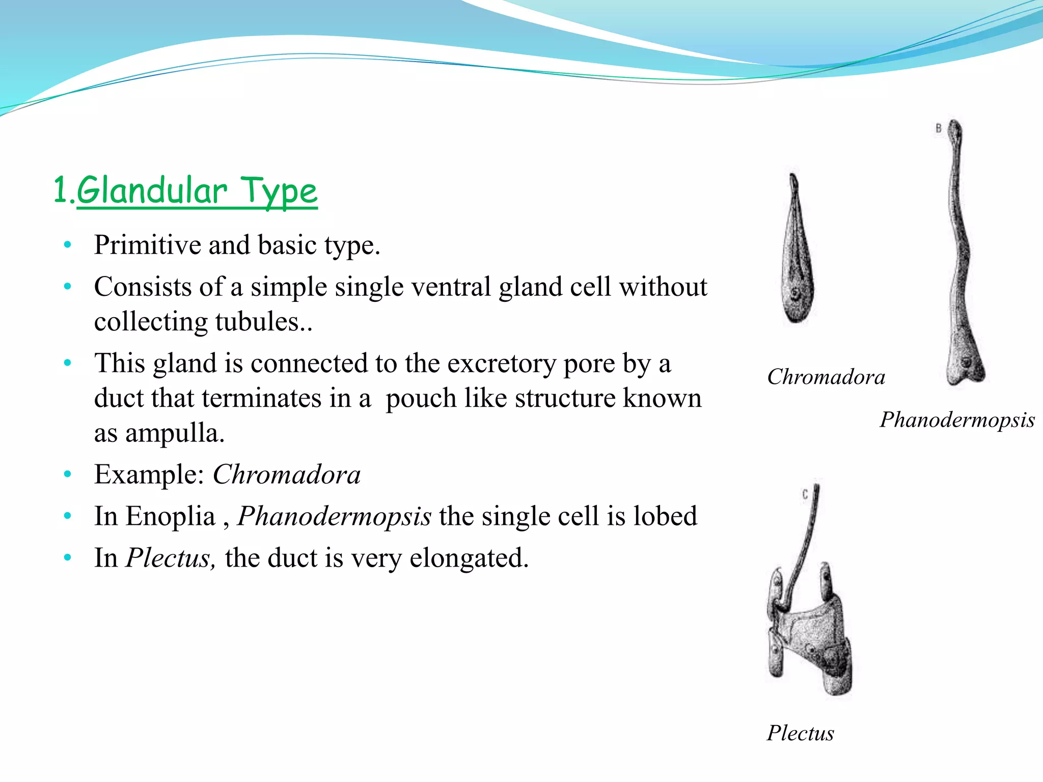 Nematode Excretory System: Structure & Significance By SUNDUS SUHAIL | PPTX