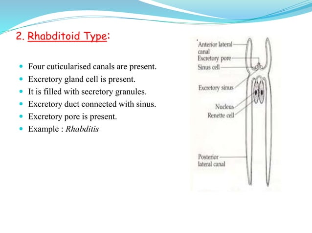 Nematode Excretory System: Structure & Significance By SUNDUS SUHAIL ...