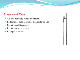 Nematode Excretory System: Structure & Significance By SUNDUS SUHAIL | PPTX