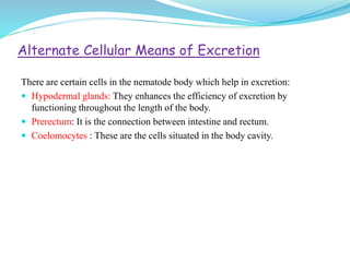 Nematode Excretory System: Structure & Significance By SUNDUS SUHAIL | PPTX