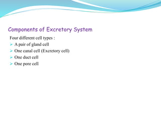 Nematode Excretory System: Structure & Significance By SUNDUS SUHAIL | PPTX