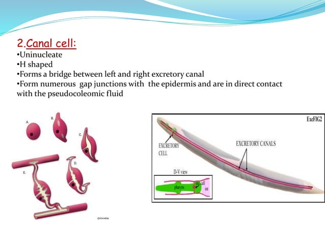 Nematode Excretory System: Structure & Significance By SUNDUS SUHAIL ...