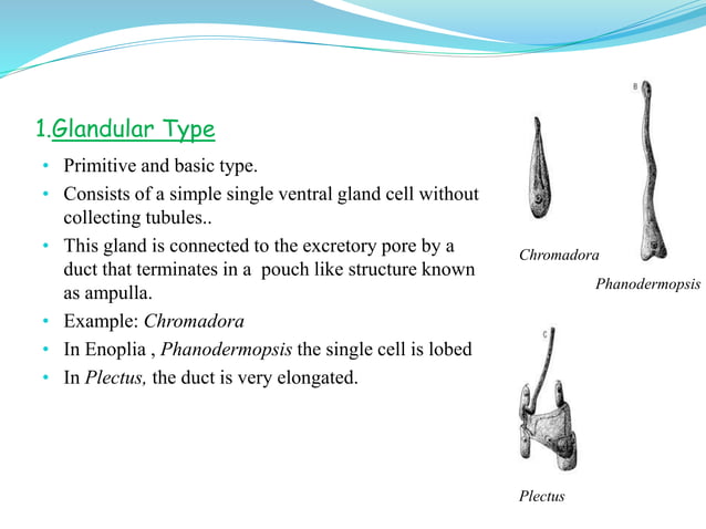 Nematode Excretory System: Structure & Significance By SUNDUS SUHAIL ...