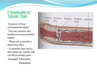 Roundworms Excretion