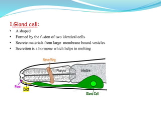 Roundworms Excretion