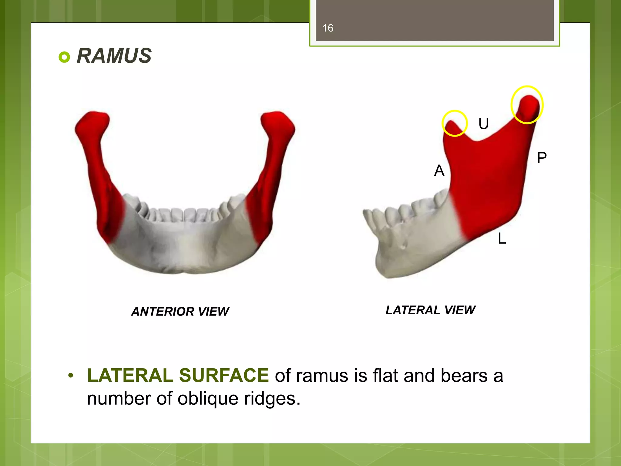 GROWTH & DEVELOPMENT OF MANDIBLE | PPTX