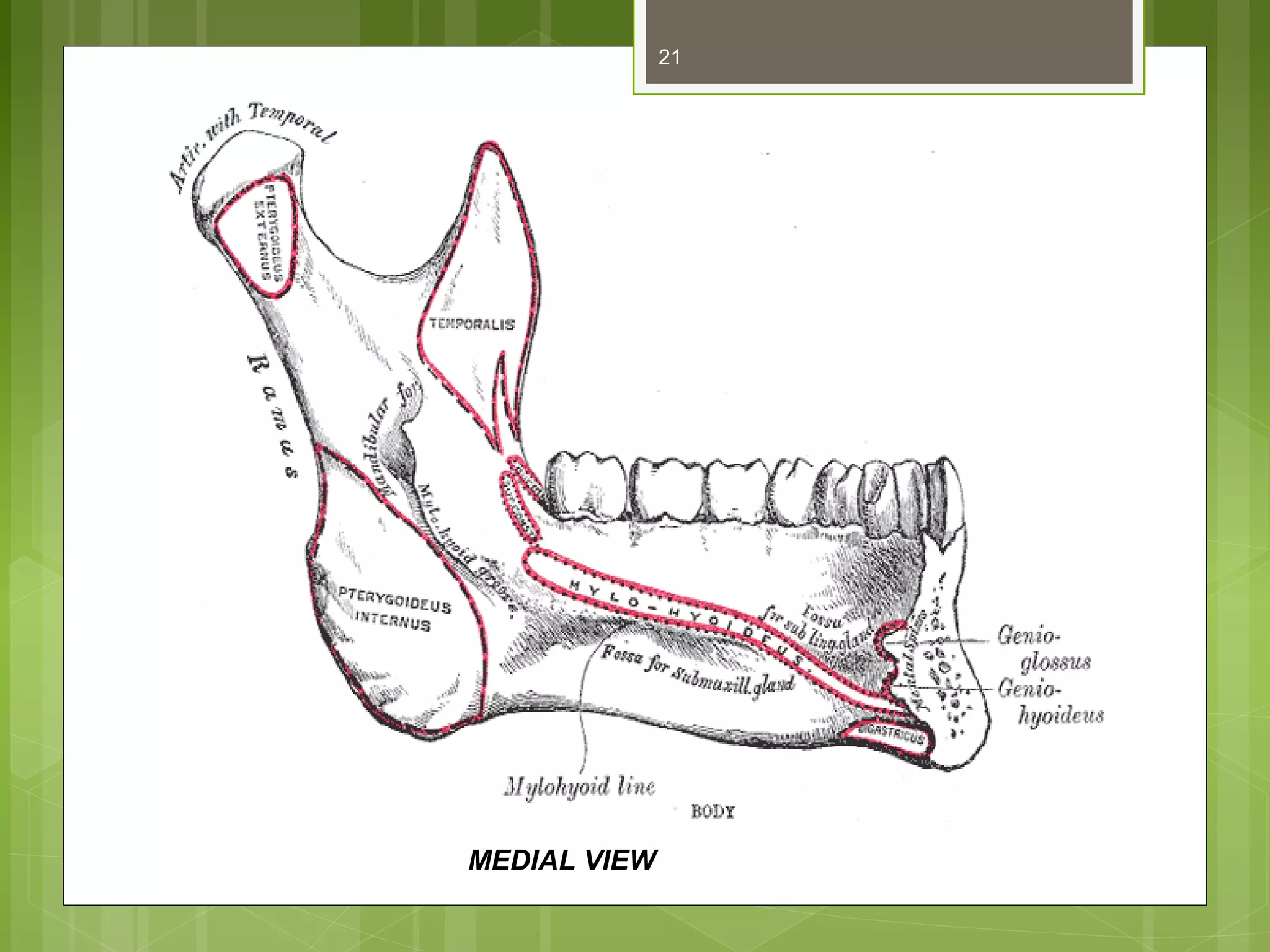 GROWTH & DEVELOPMENT OF MANDIBLE | PPTX