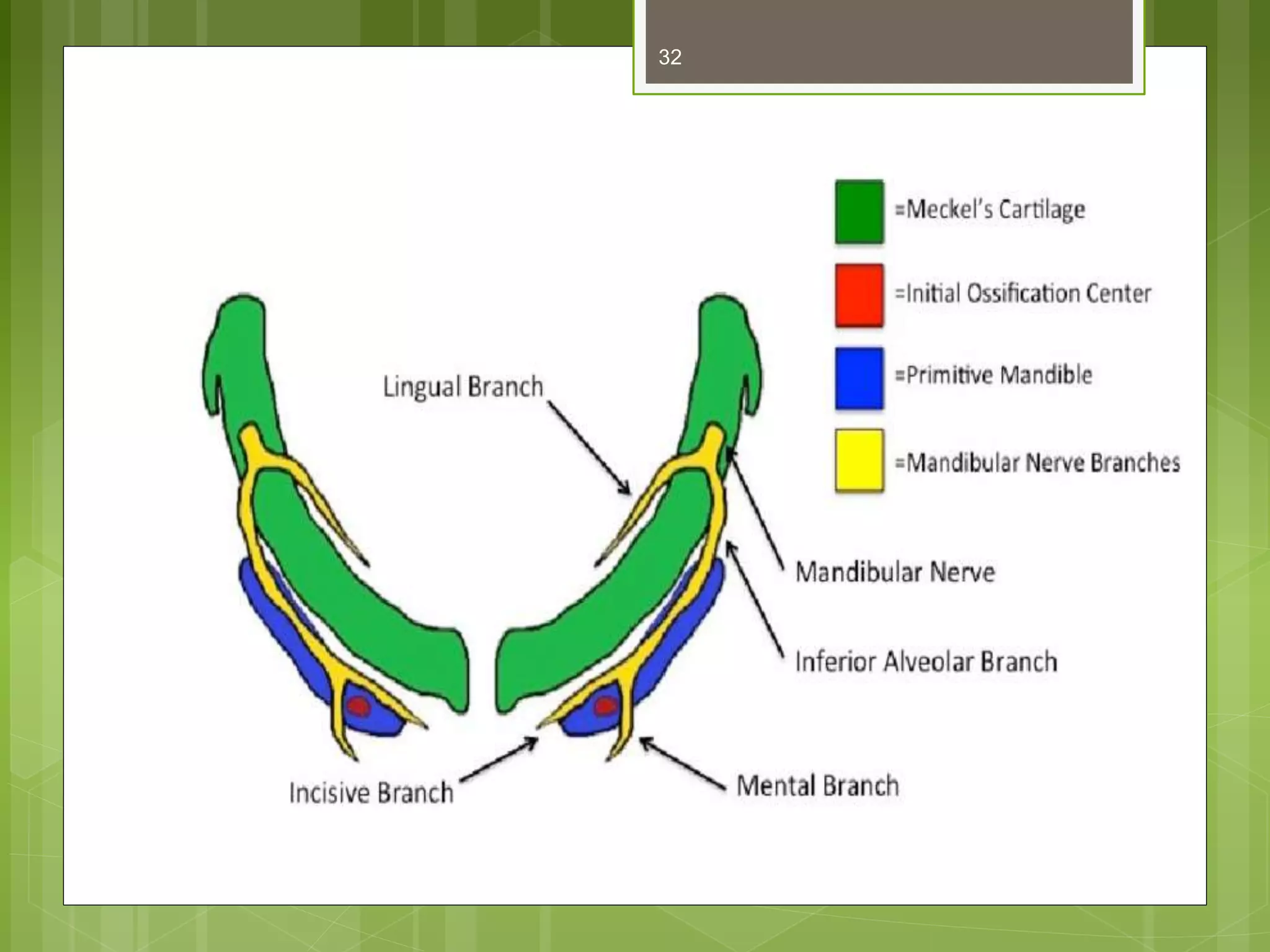 GROWTH & DEVELOPMENT OF MANDIBLE | PPTX