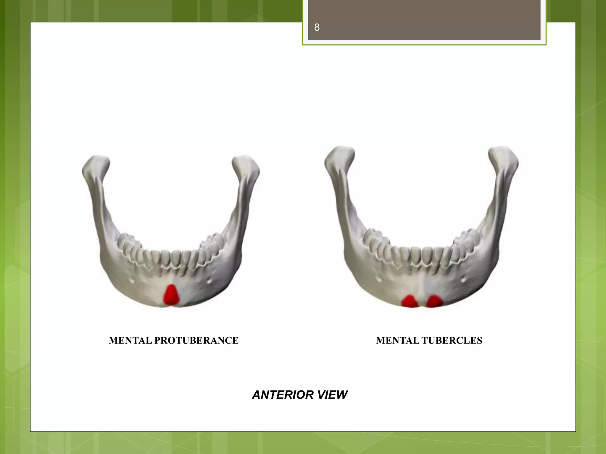 GROWTH & DEVELOPMENT OF MANDIBLE | PPTX