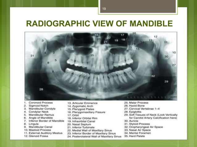 GROWTH & DEVELOPMENT OF MANDIBLE | PPTX