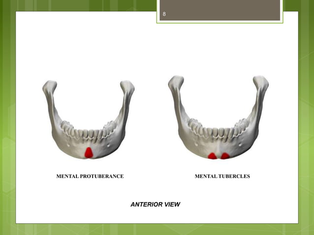 GROWTH & DEVELOPMENT OF MANDIBLE | PPTX